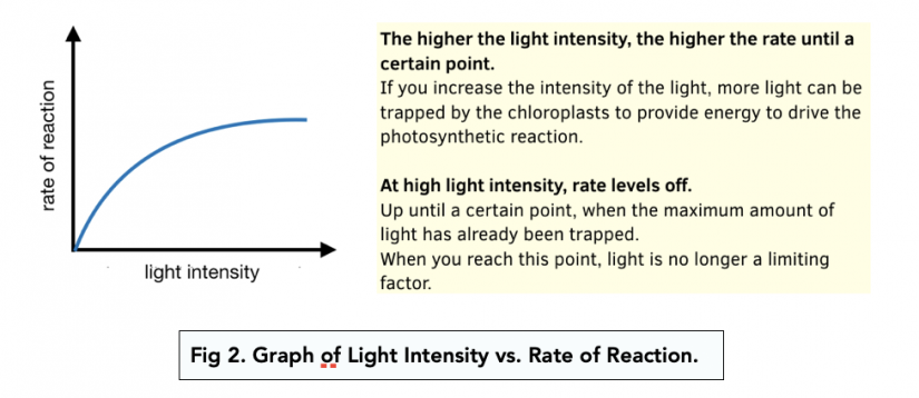 Limiting Factors of Photosynthesis (A-level Biology) - Study Mind
