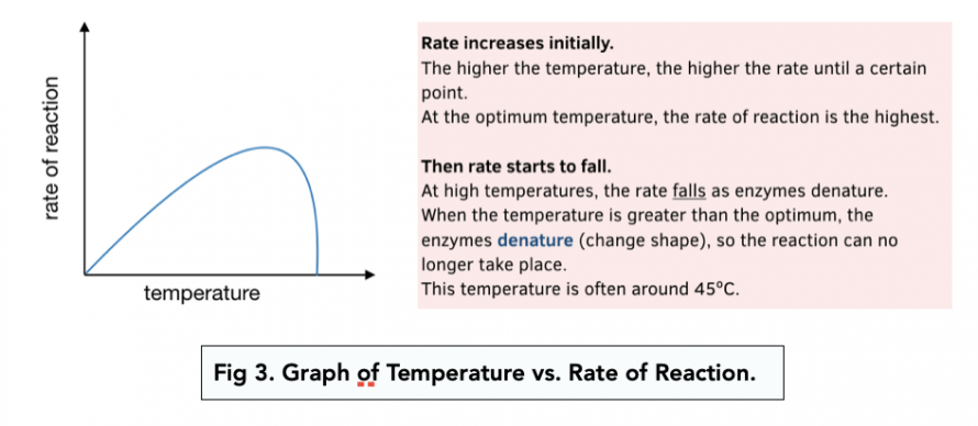 Limiting Factors of Photosynthesis (A-level Biology) - Study Mind