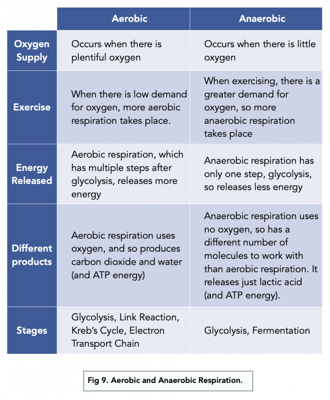 Anaerobic Respiration (A-level Biology) - Study Mind