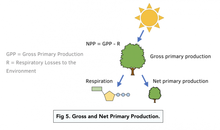 Net Primary Production (A-level Biology) - Study Mind