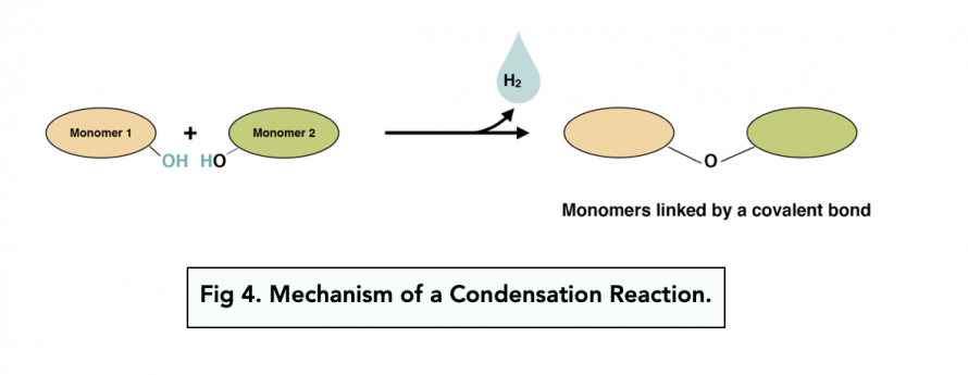 Polymers (A-level Biology) - Study Mind
