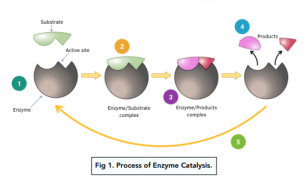 Amino Acids, Proteins and DNA - Enzyme Action (A-Level Chemistry ...