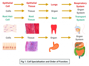 ᐉ Sperm Cells: Where They Produced and What Their Function Is?