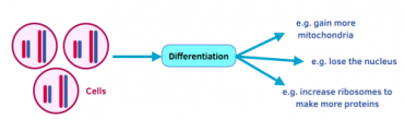 Introduction to Cells - Cell Differentiation (GCSE Biology) - Study Mind