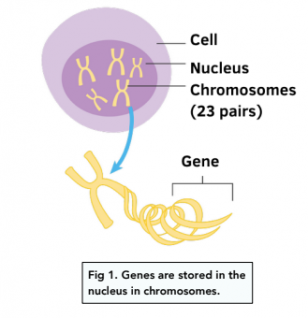 Cell Division - Nucleus and Chromosomes (GCSE Biology) - Study Mind
