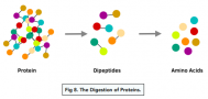 Enzymes & Digestion - Protein and Lipids: Breakdown (GCSE Biology ...