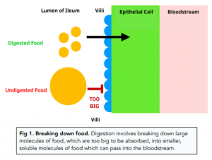 Enzymes & Digestion - The Digestive System (GCSE Biology) - Study Mind