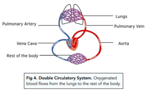 The Lungs - (GCSE Biology) - Study Mind