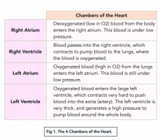 Circulatory System - The Heart: Structure and Function (GCSE Biology ...