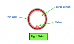 Blood and Blood Vessels: Veins and Capillaries (GCSE Biology) - Study Mind