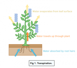 Transpiration - Transpiration in Plants (GCSE Biology) - Study Mind