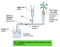 Transpiration - Transpiration Rates (GCSE Biology) - Study Mind