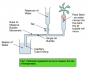 Transpiration - Transpiration Rates (GCSE Biology) - Study Mind