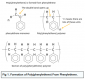 Alkenes - Addition Polymerisation in Alkenes (A-Level Chemistry ...