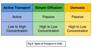 ᐉ What is Active Transport in Cells? - (GCSE Biology)