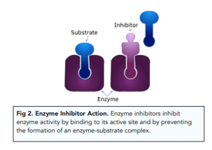 Amino Acids, Proteins and DNA - Enzyme Action (A-Level Chemistry ...
