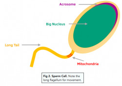 ᐉ Sperm Cells: Where They Produced and What Their Function Is?