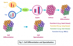 Introduction to Cells - Cell Differentiation (GCSE Biology) - Study Mind