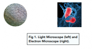 Microscopes & Cultures - Microscopes (GCSE Biology) - Study Mind