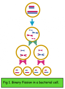 Microscopes & Cultures - Bacterial Cultures and Aseptic Techniques ...