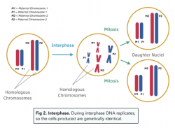 Cell Division - The Cell Cycle and Mitosis (GCSE Biology) - Study Mind