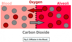 Transport in Cells - Diffusion - (GCSE Biology) - Study Mind