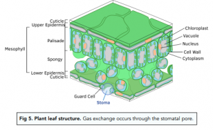 Exchange Surfaces - Exchange Surfaces: Increasing their Effectiveness ...