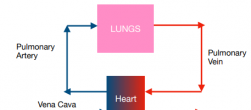 Circulatory System - The Double Circulatory System (GCSE Biology ...