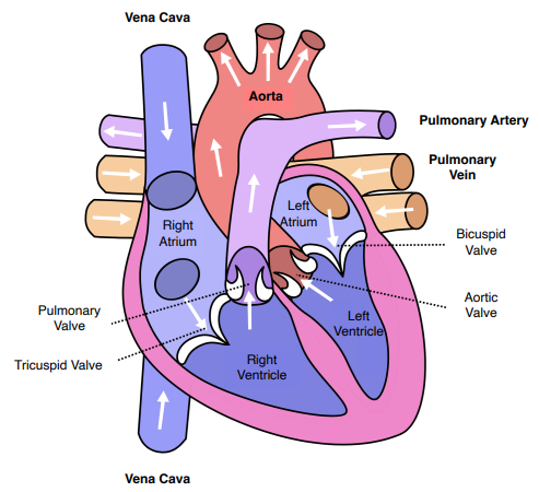 Diagram And Function Of Heart Parts Of The Human Heart And T Diagram And Function Of Heart Parts Of The Human Heart And T