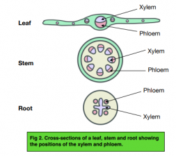Transport in Plants - Transport Systems in Plants (GCSE Biology ...