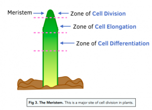 Transport in Plants - Structure of a Plant (GCSE Biology) - Study Mind