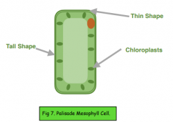 Transport in Plants - How Plants are Adapted for Photosynthesis (GCSE ...