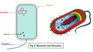 ᐉ Bacterial Cells: Types, Differences, Diagrams, and more!