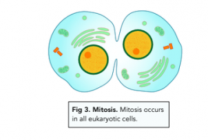 Cell Division - The Cell Cycle and Mitosis (GCSE Biology) - Study Mind