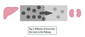 Transport in Cells - Diffusion - (GCSE Biology) - Study Mind