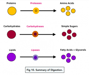 Enzymes & Digestion - Protein and Lipids: Breakdown (GCSE Biology) - Study Mind