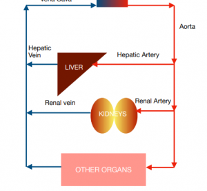 ᐉ Circulatory System: What is a Double Circulatory System?