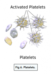 Blood and Blood Vessels - White Blood Cells and Platelets (GCSE Biology ...