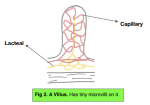 Enzymes & Digestion - The Digestive System (GCSE Biology) - Study Mind