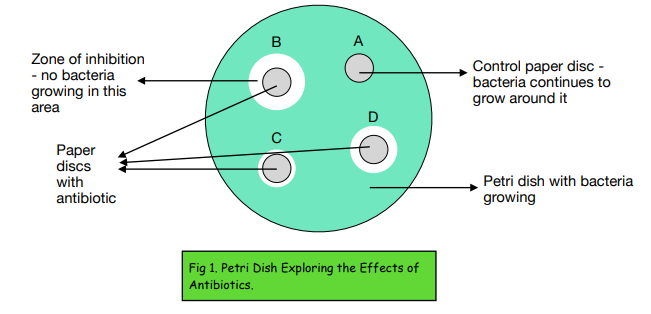 Microscopes & Cultures - Bacterial Cultures and Aseptic Techniques ...