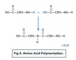 Polyamide Formation (A-Level Chemistry) - Study Mind