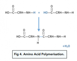 Polyamide Formation (A-Level Chemistry) - Study Mind
