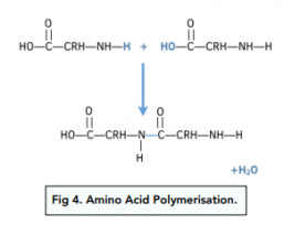 Polyamide Formation (A-Level Chemistry) - Study Mind