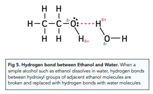 Bonding - Hydrogen Bonding in Water (A-Level Chemistry) - Study Mind
