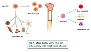 Cell Division - Stem Cell Types (GCSE Biology) - Study Mind