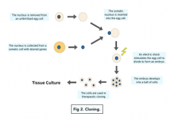 Cell Division - Use of Stem Cells: Benefits and Risks (GCSE Biology ...