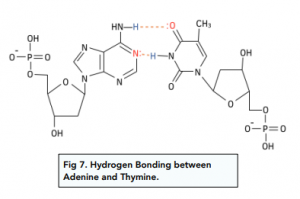 Amino Acids, Proteins and DNA - DNA (A-Level Chemistry) - Study Mind