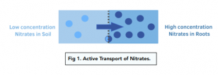 Transport in Cells - Active Transport (GCSE Biology) - Study Mind