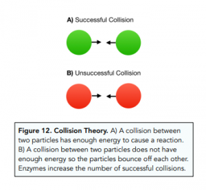 Enzymes & Digestion - Enzymes: An Introduction (GCSE Biology) - Study Mind