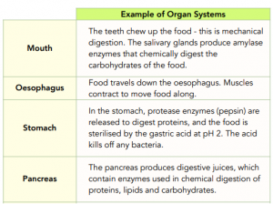 Enzymes & Digestion - The Digestive System (GCSE Biology) - Study Mind